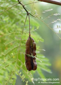 PREKESE: THE VERSATILE USE OF GHANAIAN INDIGENOUS CROP - Vice Versa Global